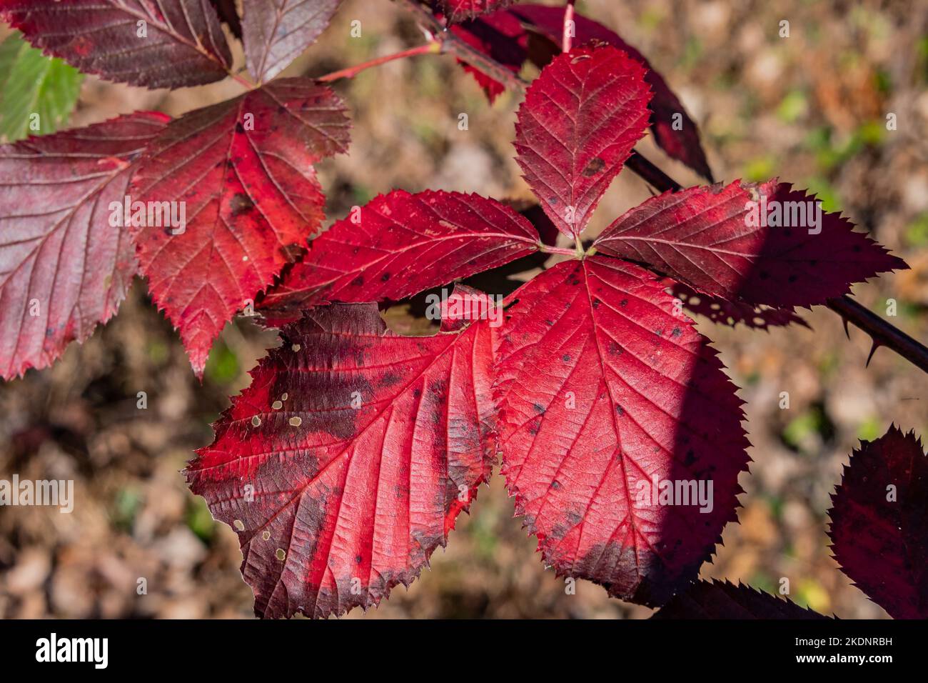 Crimson Autumn Colors, Soldiers National Cemetery, Gettysburg ...