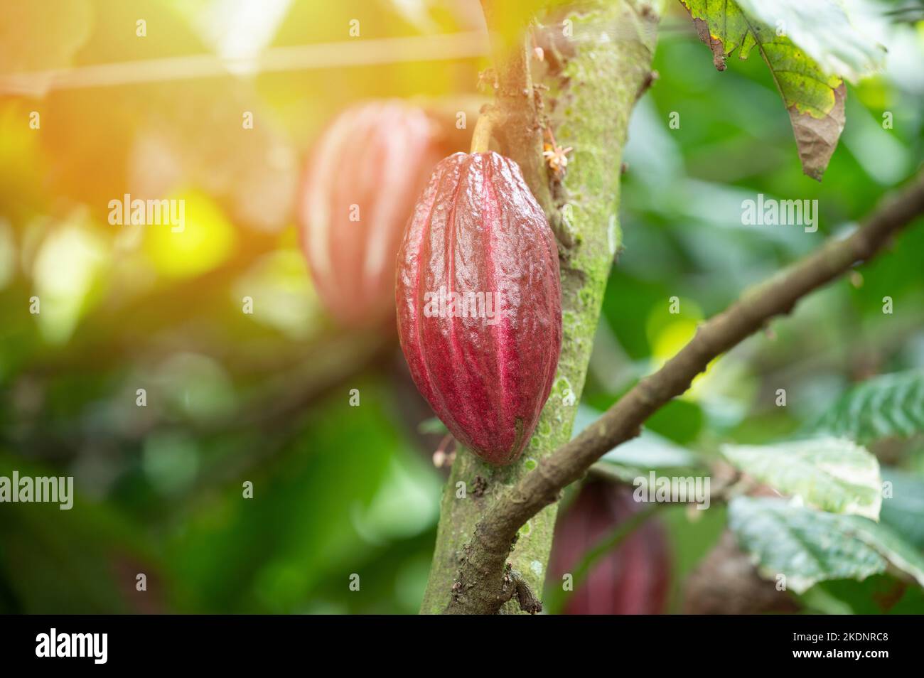 Red cacao pod on tree blurred green background Stock Photo - Alamy