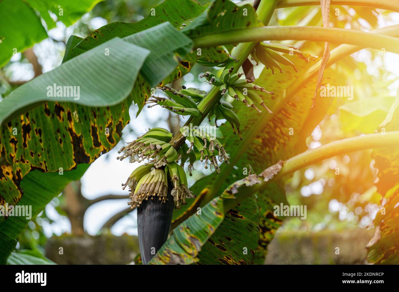 Growing banana hi-res stock photography and images - Alamy