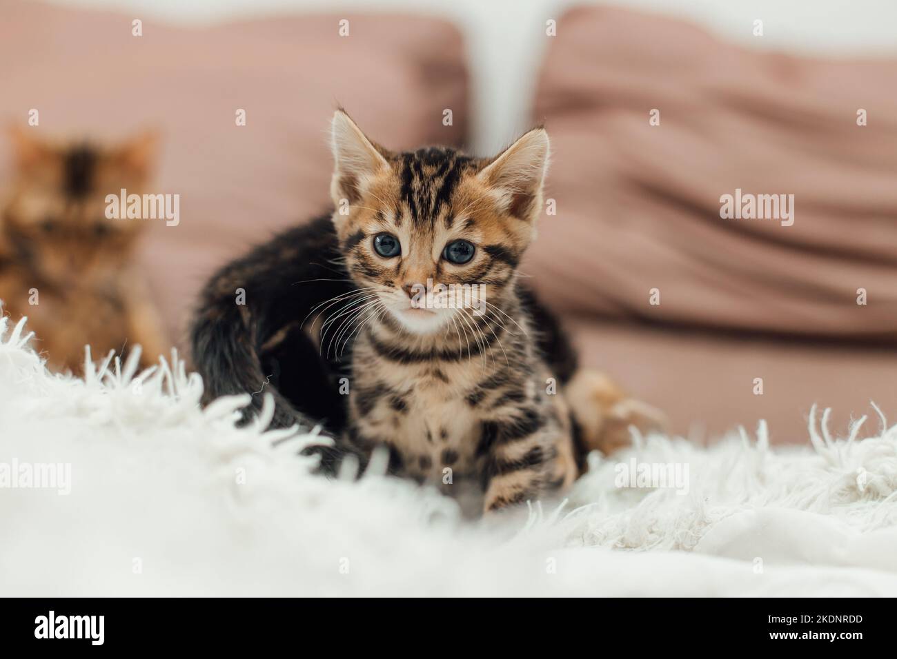 Little bengal kitten on the white fury blanket Stock Photo - Alamy