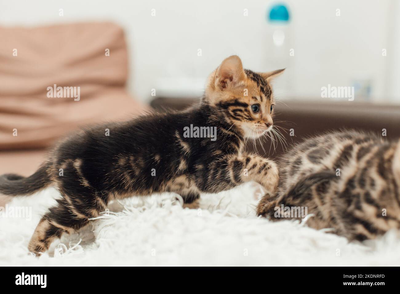 Little marble bengal kitten on the white fury blanket Stock Photo - Alamy