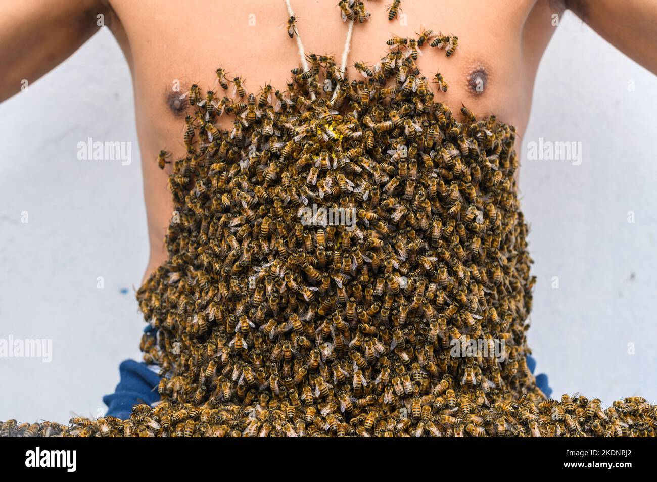 A beekeeper covered in bees, bee treatment Stock Photo - Alamy