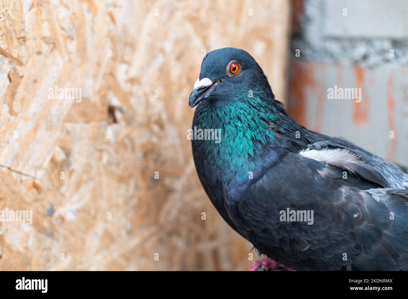 Funny pigeon that looks like it's talking Stock Photo - Alamy
