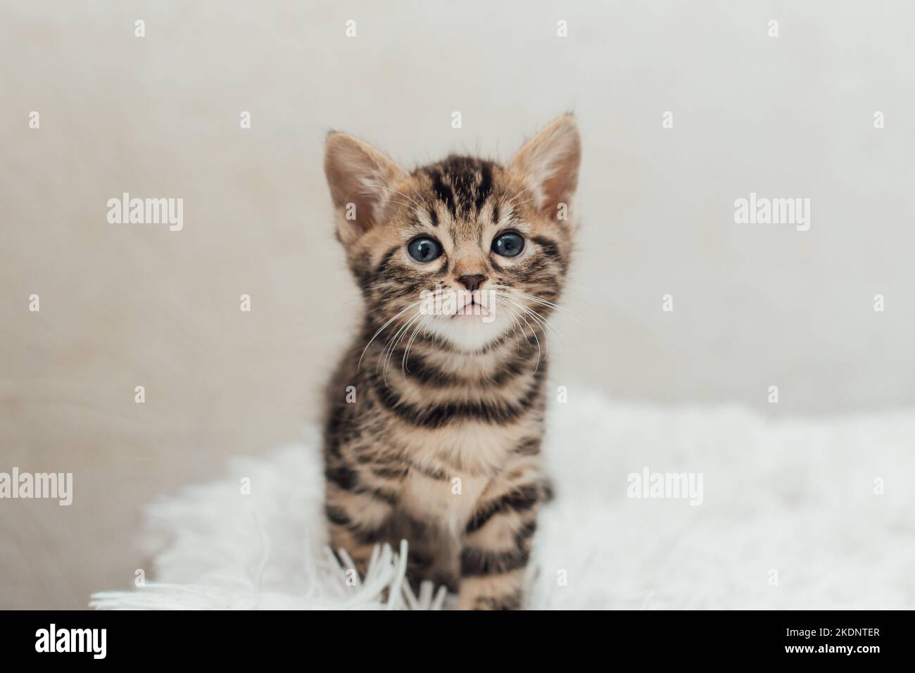 Little bengal kitten on the white fury blanket Stock Photo - Alamy