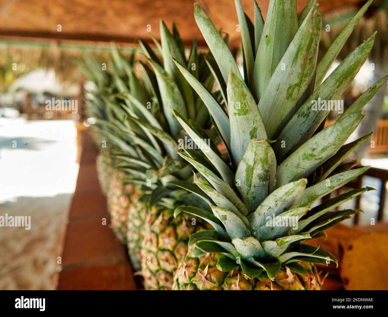 Beach day on vacation saona island Stock Photo - Alamy