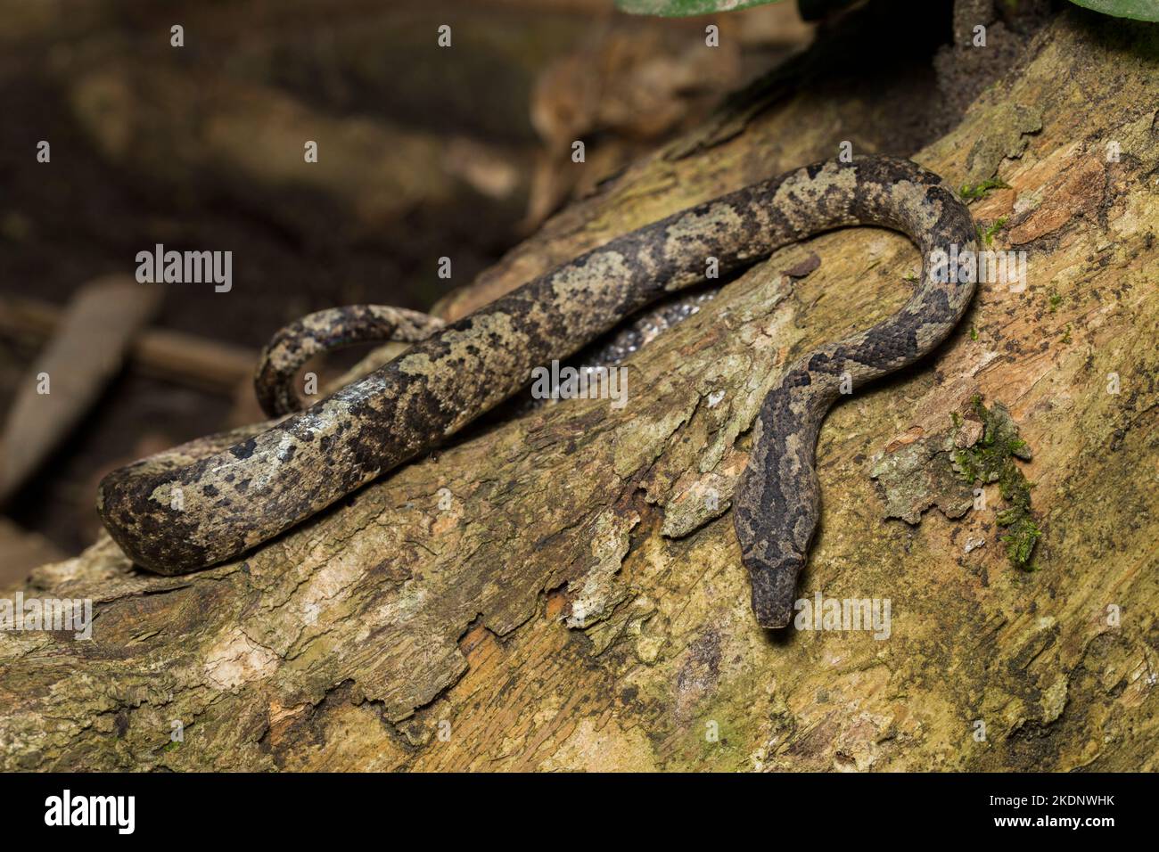 the Indonesian tree boa Candoia carinata or Pacific ground boa snake ...