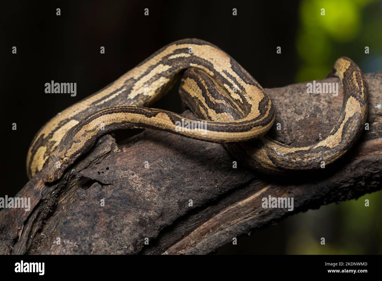 the Indonesian tree boa Candoia carinata or Pacific ground boa snake ...