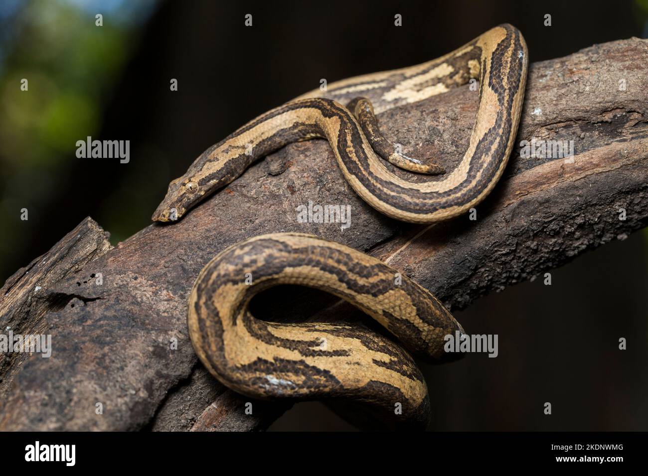 the Indonesian tree boa Candoia carinata or Pacific ground boa snake ...