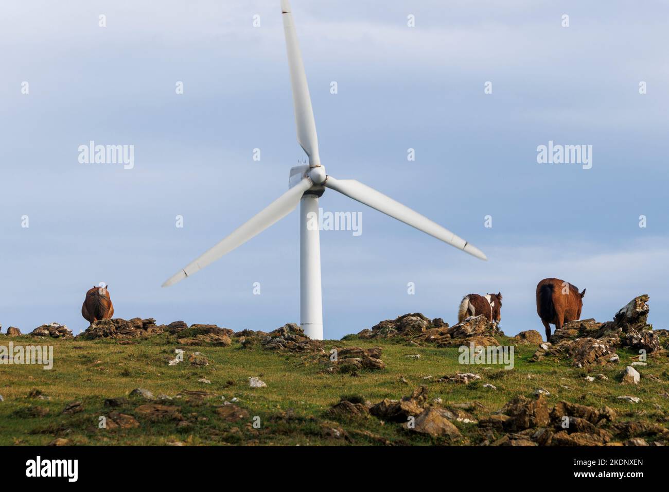 wild horses grazing in front of the blades of a wind power turbine ...