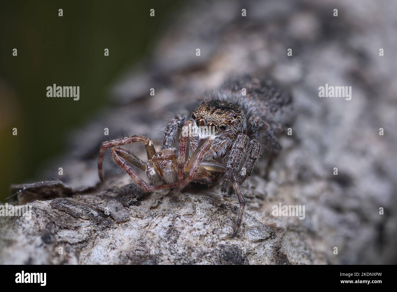 Female Peacock spider, Maratus sarahae, eating a lynx spider Stock ...