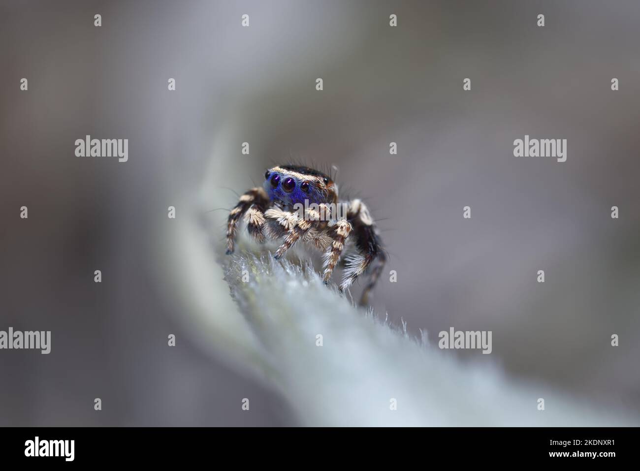 Male Peacock spider, Maratus personatus, in his breeding colours Stock ...