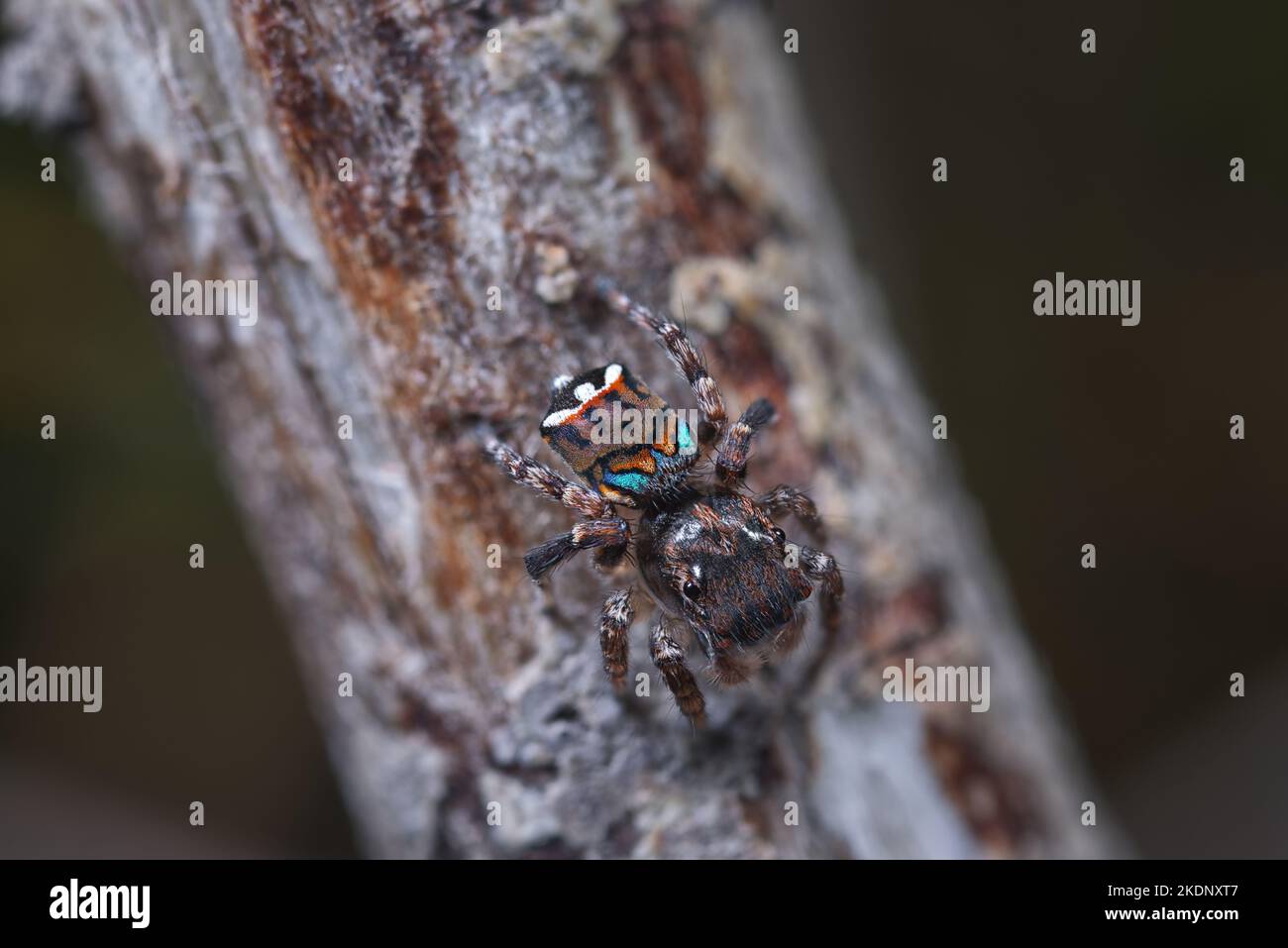 Male Peacock spider, Maratus trigonus, in his breeding colours Stock ...