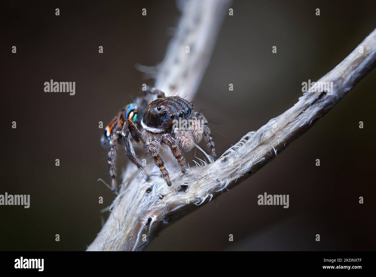 Male Peacock spider, Maratus trigonus, in his breeding colours Stock ...