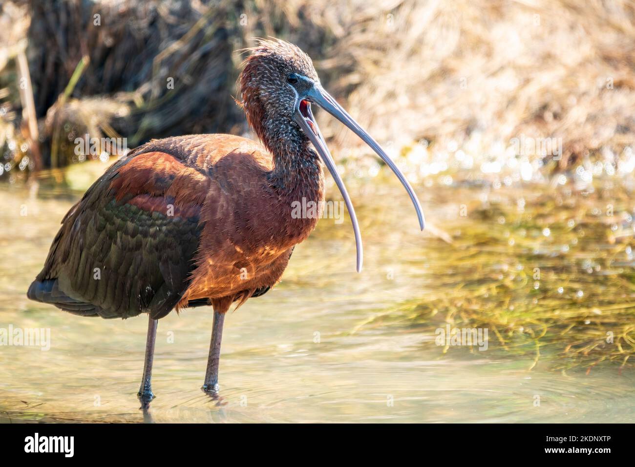The glossy ibis, latin name Plegadis falcinellus, searching for food in ...