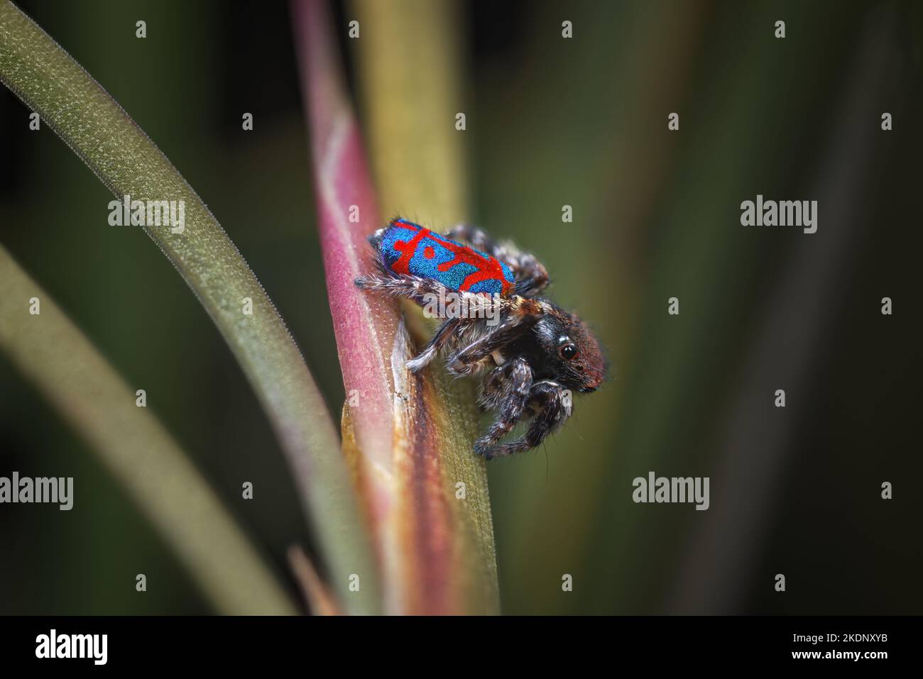 Male Peacock spider, Maratus bubo, in his breeding plumage Stock Photo ...