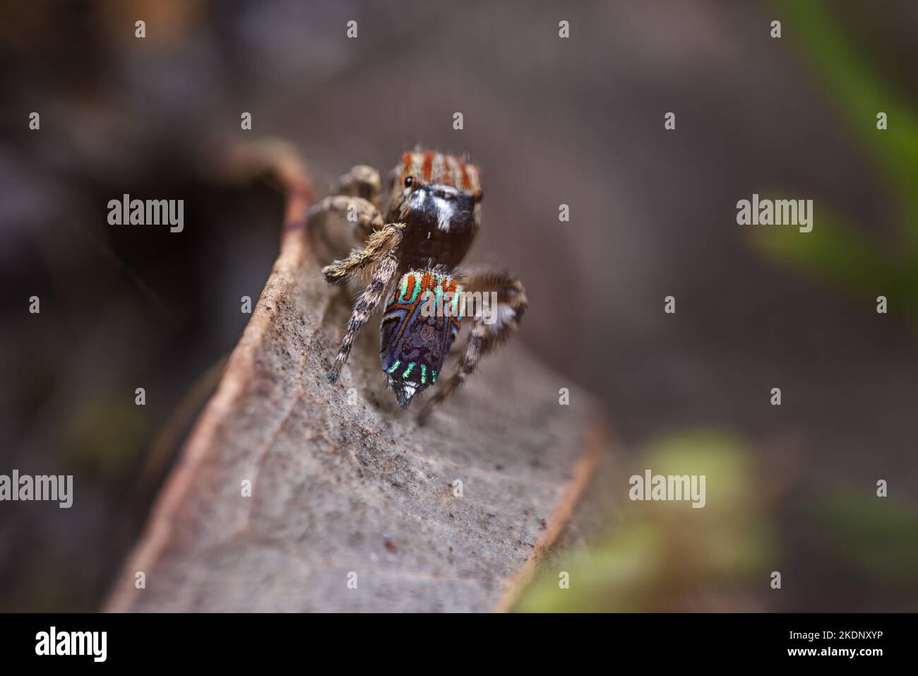 Male Peacock spider, Maratus azureus in his breeding colours Stock ...