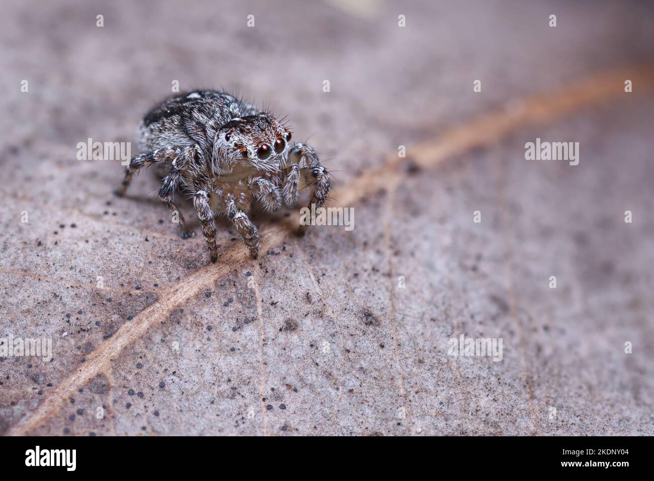 Female peacock spider australia hi-res stock photography and images - Alamy