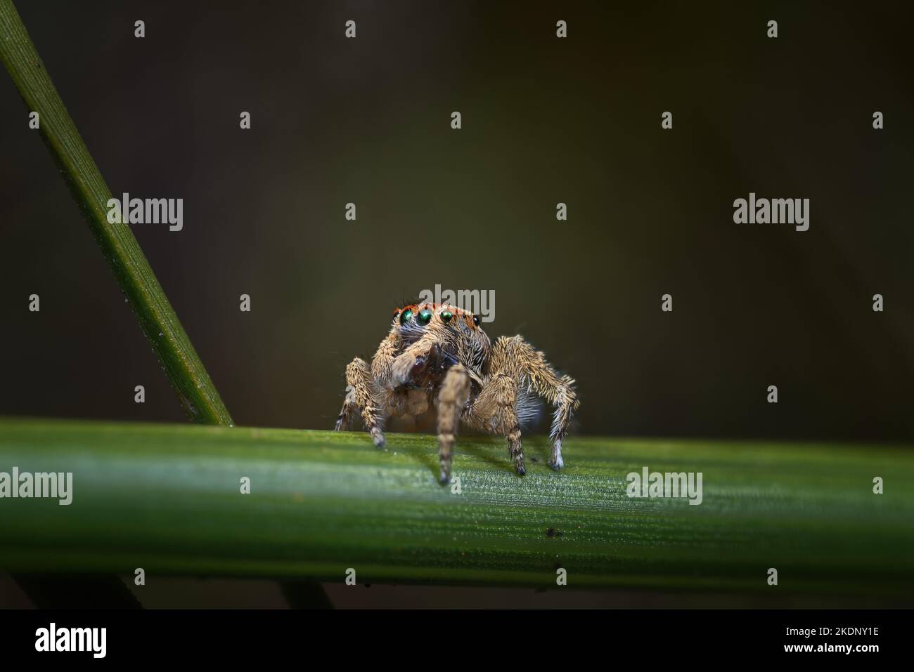 Male Peacock spider, Maratus azureus in his breeding colours Stock ...