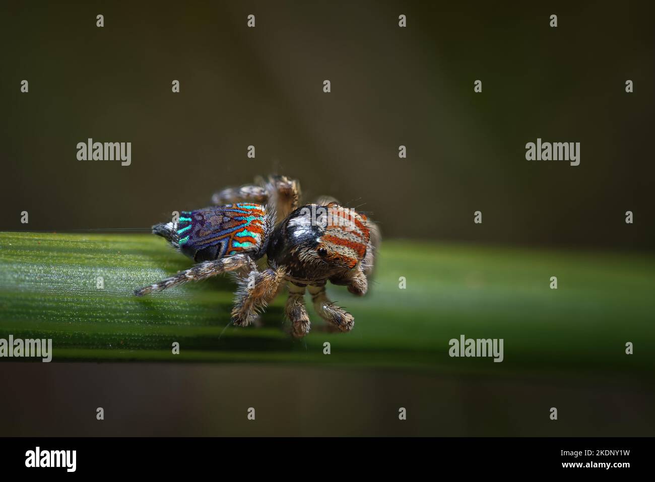 Male Peacock spider, Maratus azureus in his breeding colours Stock ...