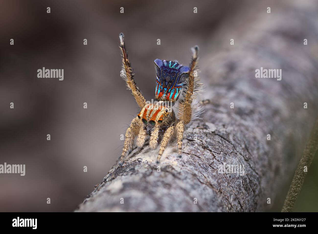 Maratus azureus hi-res stock photography and images - Alamy