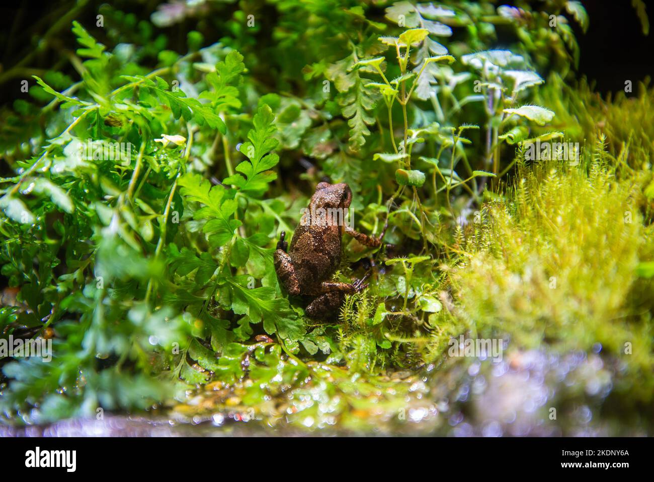 Frogs on display Stock Photo - Alamy