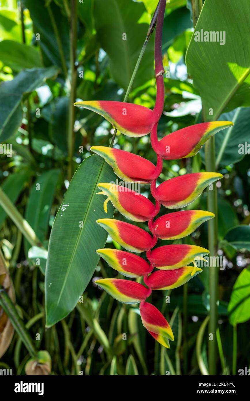 Raratonga Cook Islands trip 2022 holiday Gardens buses water garden ...