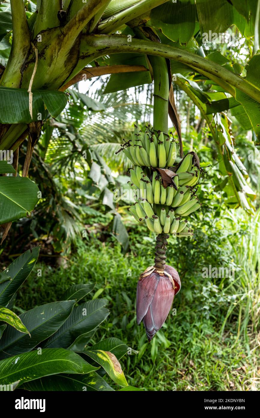 Raratonga Cook Islands trip 2022 holiday Gardens buses water garden ...