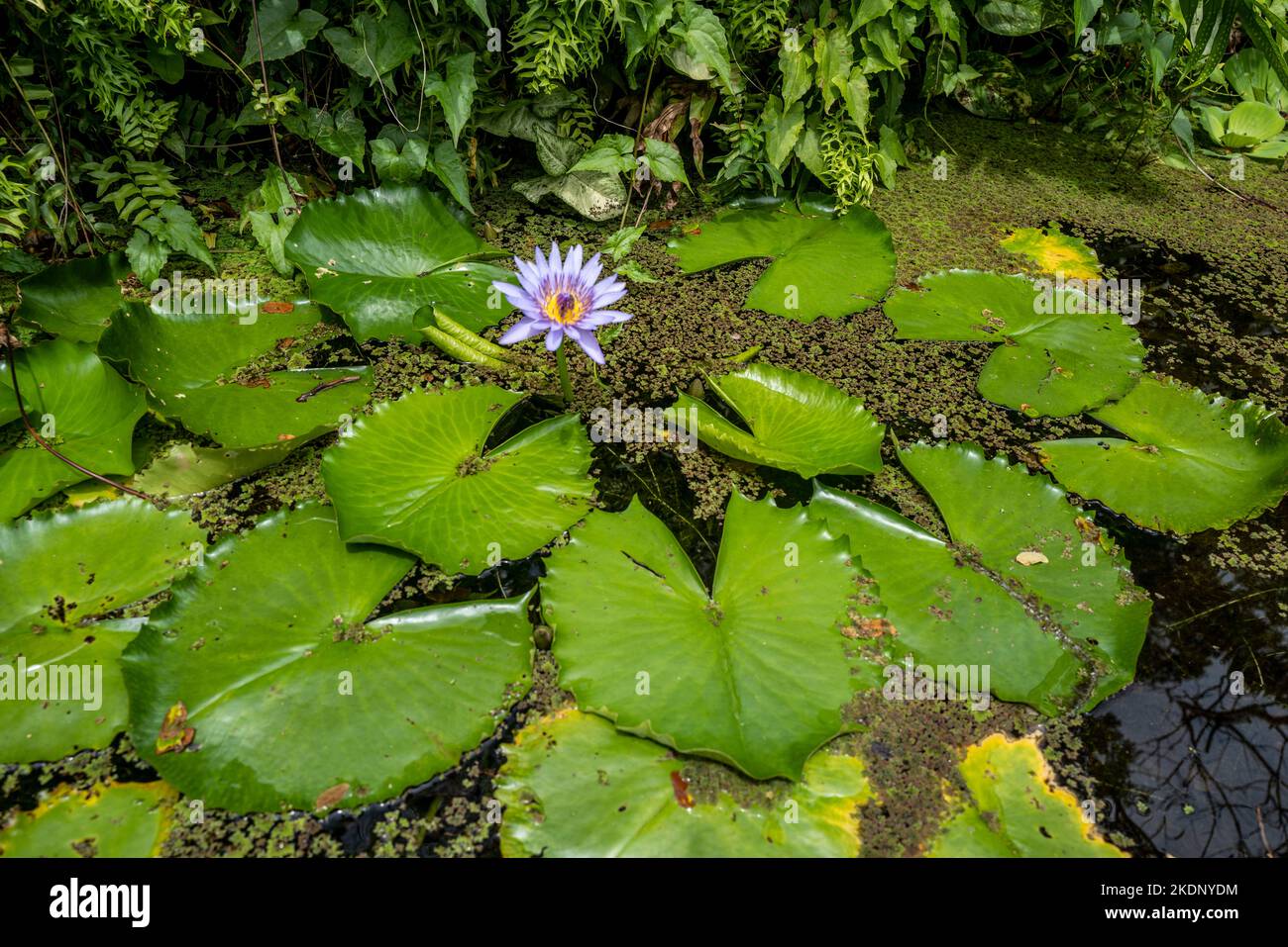 Raratonga Cook Islands trip 2022 holiday Gardens buses water garden ...