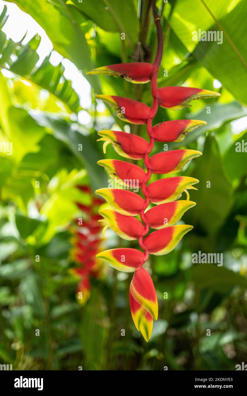 Raratonga Cook Islands trip 2022 holiday Gardens buses water garden ...