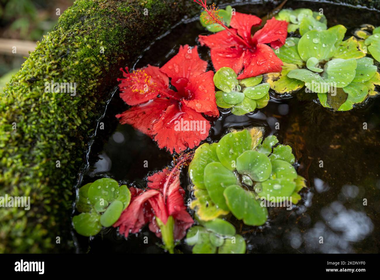 Raratonga Cook Islands trip 2022 holiday Gardens buses water garden ...