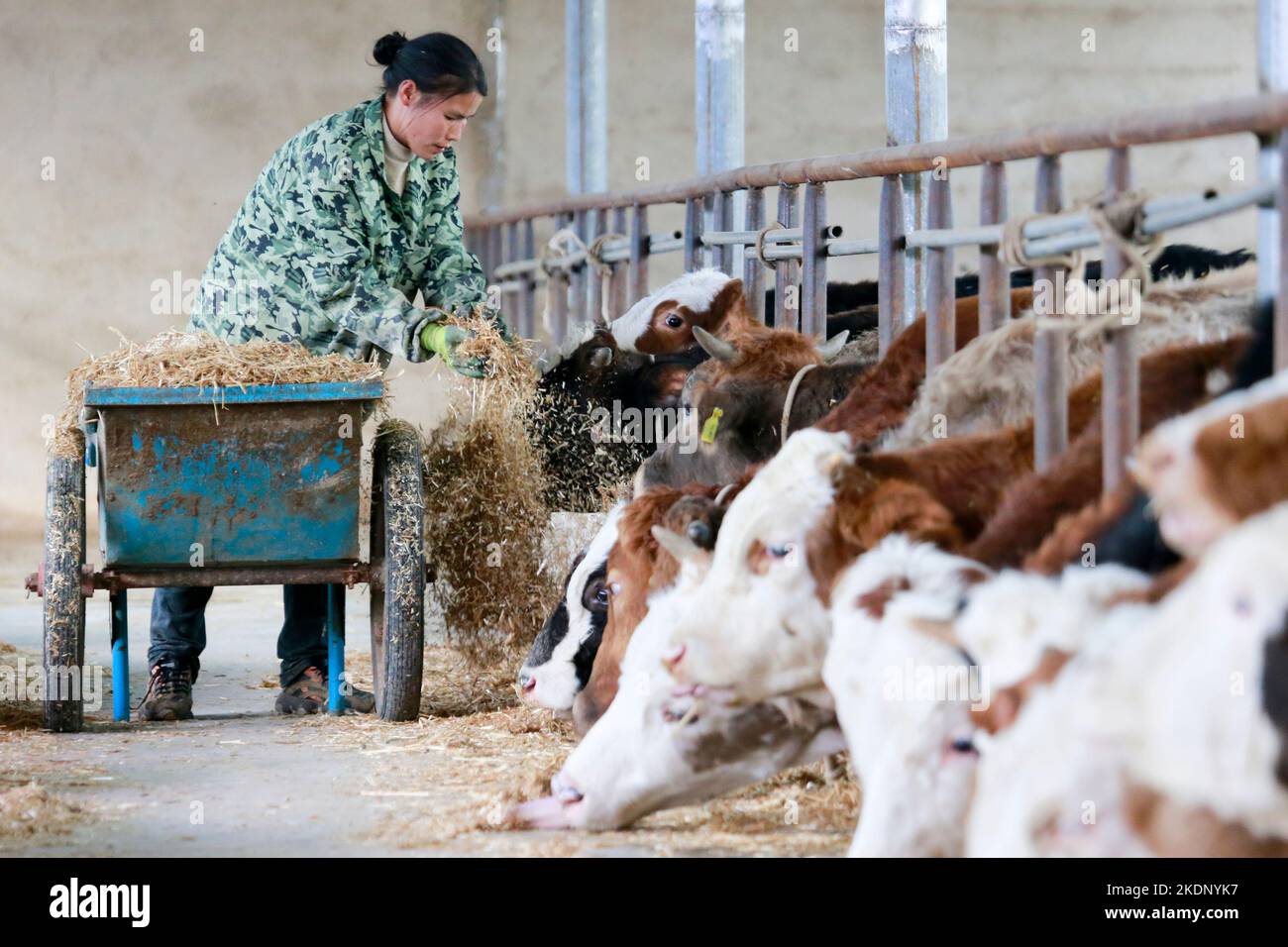 WEINING, CHINA - NOVEMBER 7, 2022 - A breeder feeds cattle at a beef ...