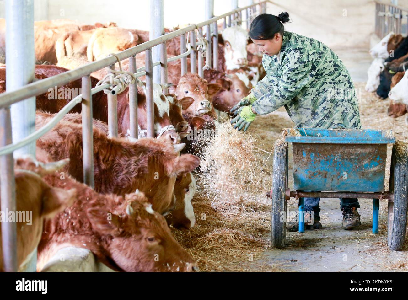 WEINING, CHINA - NOVEMBER 7, 2022 - A breeder feeds cattle at a beef ...