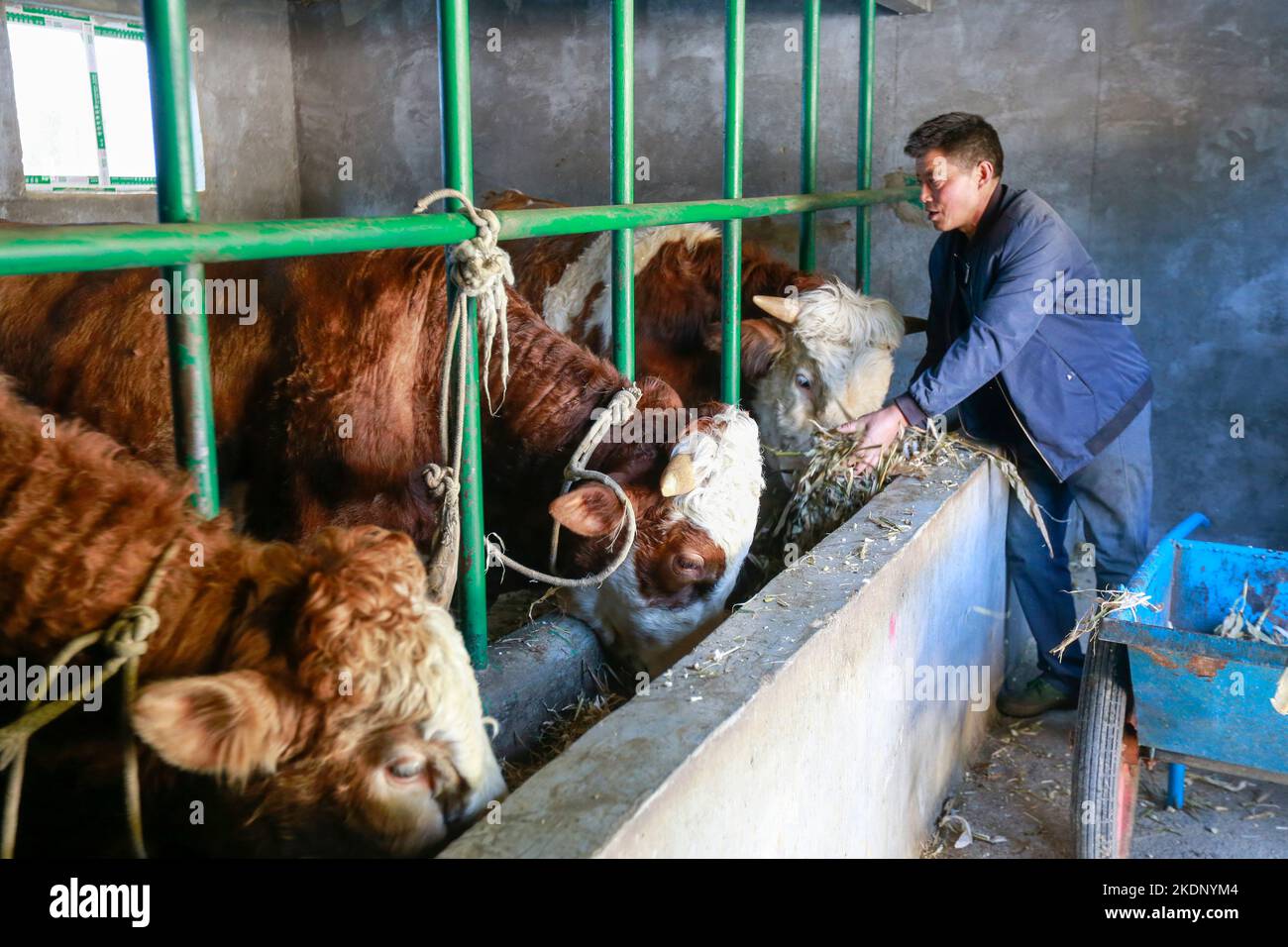 WEINING, CHINA - NOVEMBER 7, 2022 - A breeder feeds cattle at a beef ...