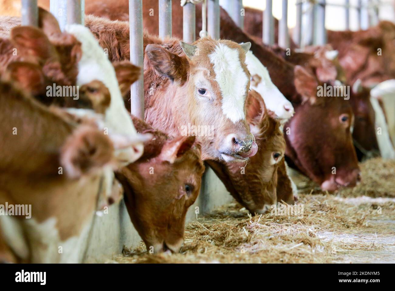 WEINING, CHINA - NOVEMBER 7, 2022 - Cattle are seen at a beef cattle ...