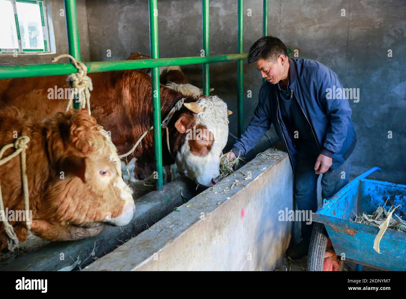 WEINING, CHINA - NOVEMBER 7, 2022 - A breeder feeds cattle at a beef ...