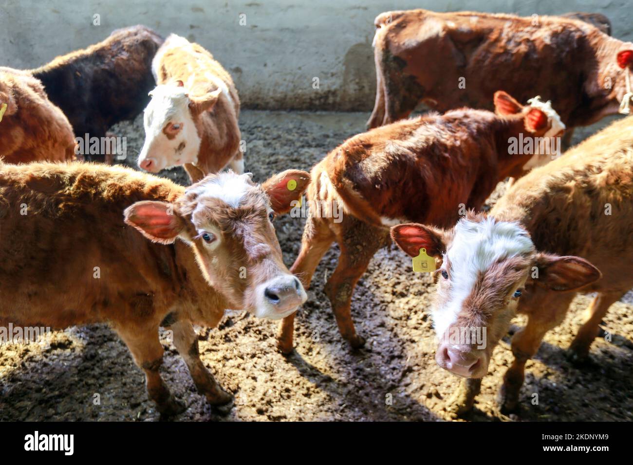 WEINING, CHINA - NOVEMBER 7, 2022 - Cattle are seen at a beef cattle ...