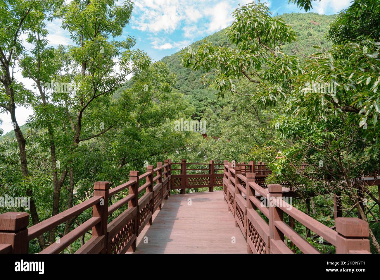 Mountain green forest road in Yesan, Korea Stock Photo - Alamy