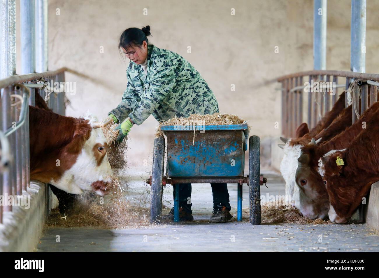 WEINING, CHINA - NOVEMBER 7, 2022 - A breeder feeds cattle at a beef ...