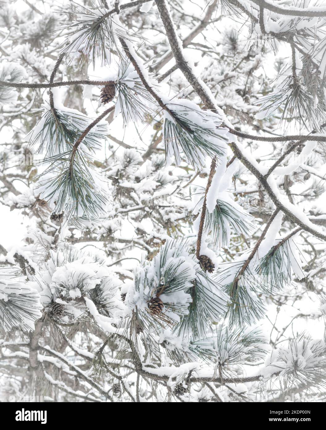Snow-covered cedar branches with cones Stock Photo - Alamy