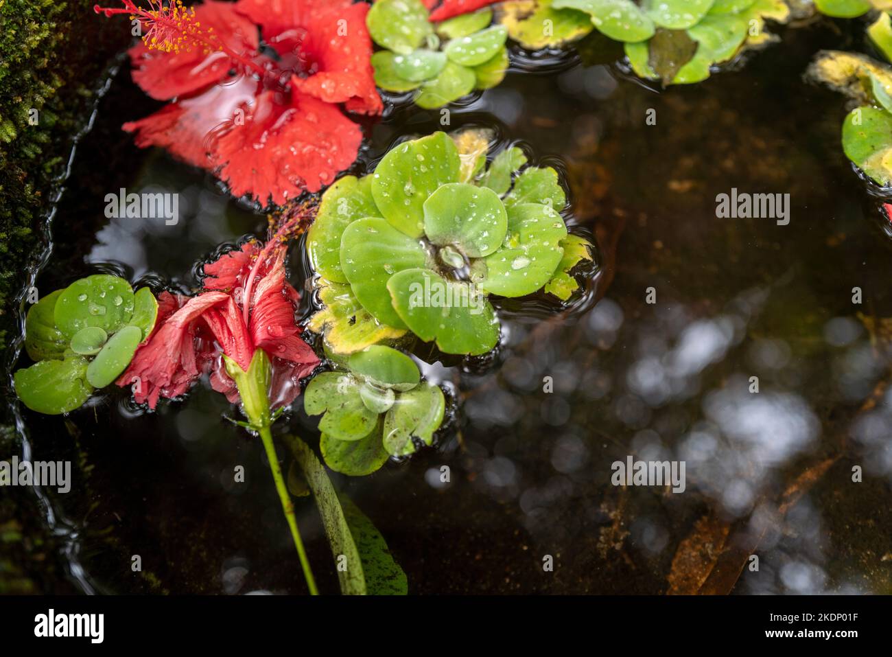 Raratonga Cook Islands trip 2022 holiday Gardens buses water garden ...