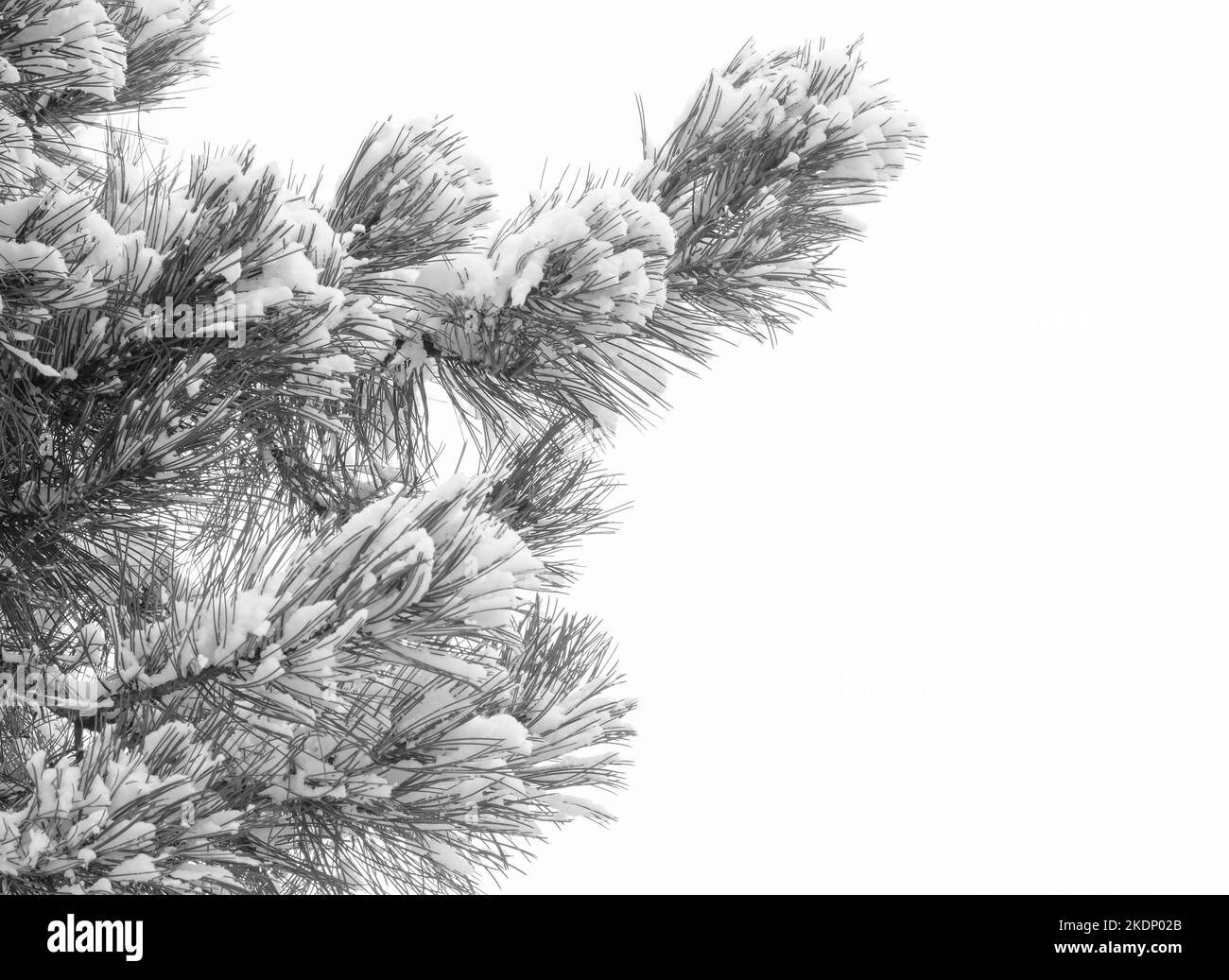 Snow-covered cedar branches on a light background Stock Photo - Alamy