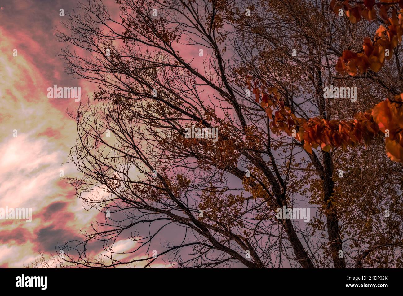 A tree with red leaves with a pink and gray sky Stock Photo - Alamy