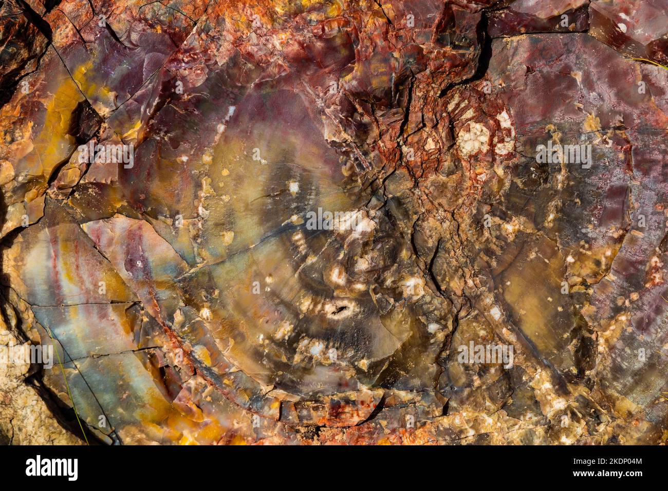 Beautiful petrified wood of the Rainbow Forest along the Giant Logs ...