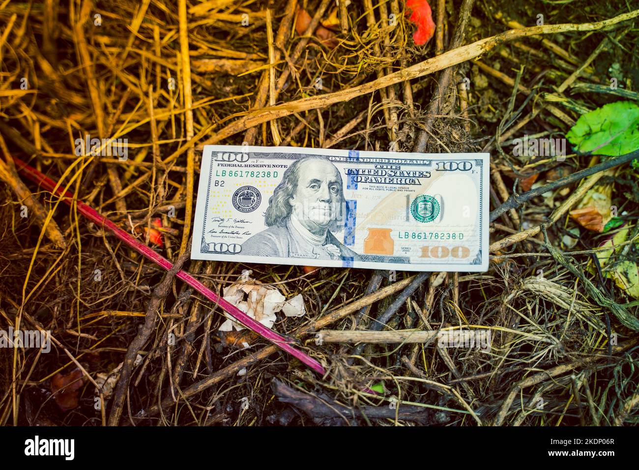 A hundred dollar bill lies on a compost heap close-up. Money and ...