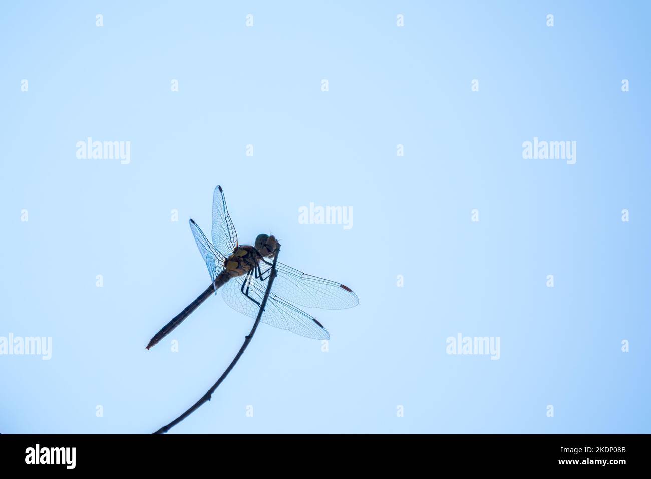 A large dragonfly sits on a branch on a blue sky. A large dragonfly has ...