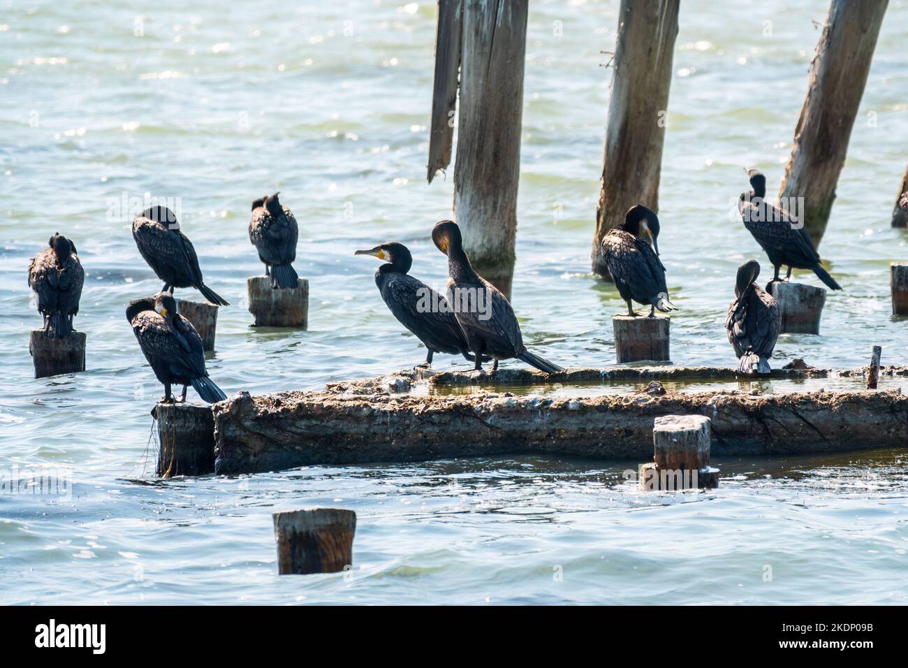 A flock of cormorants sits on a old sea pier in orange sunset light ...