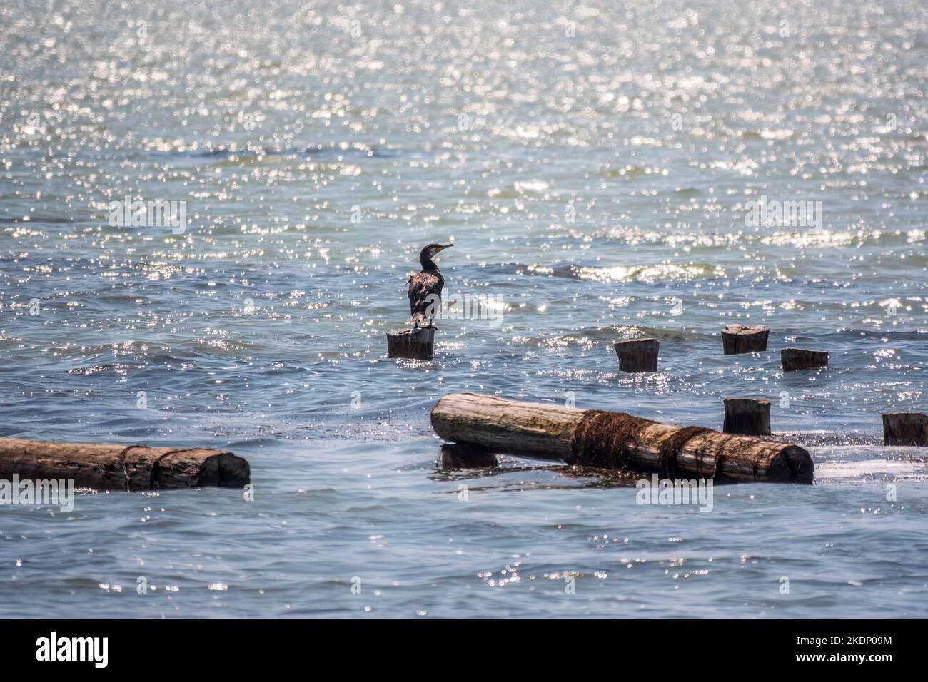 Black cormorant sits on a old sea pier. The great cormorant ...