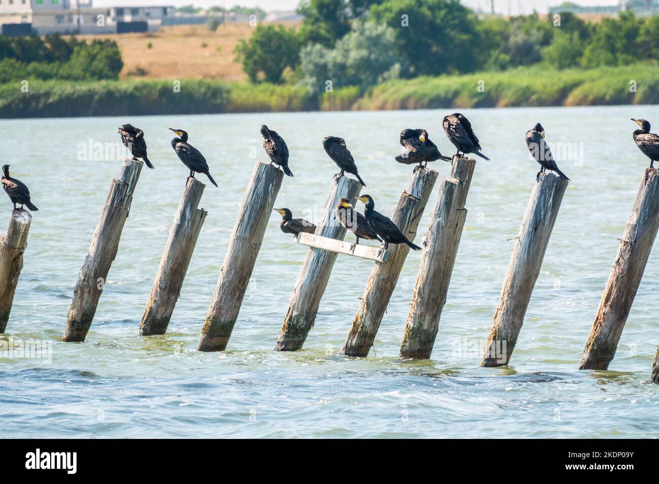 A flock of cormorants sits on a old sea pier in orange sunset light ...