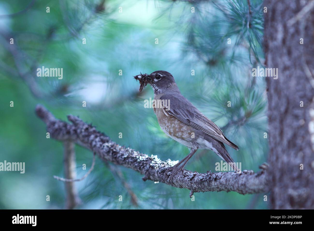 An adult robin with a beak full of worms perches in a tree near the ...