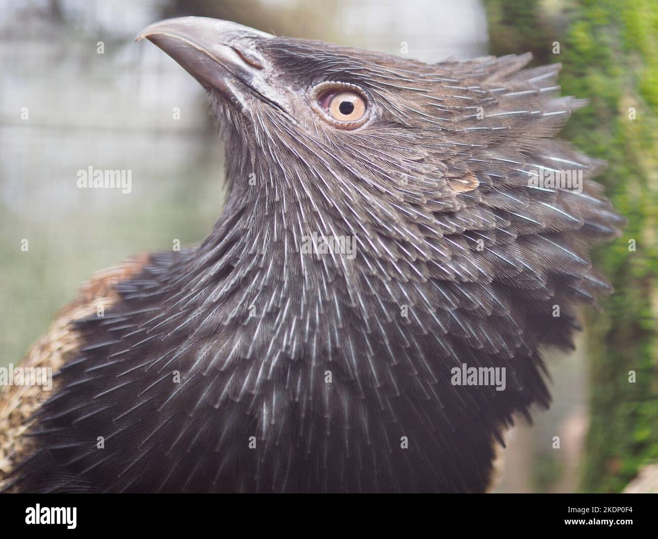 A closeup portrait of a majestic female Pheasant Coucal in outstanding ...
